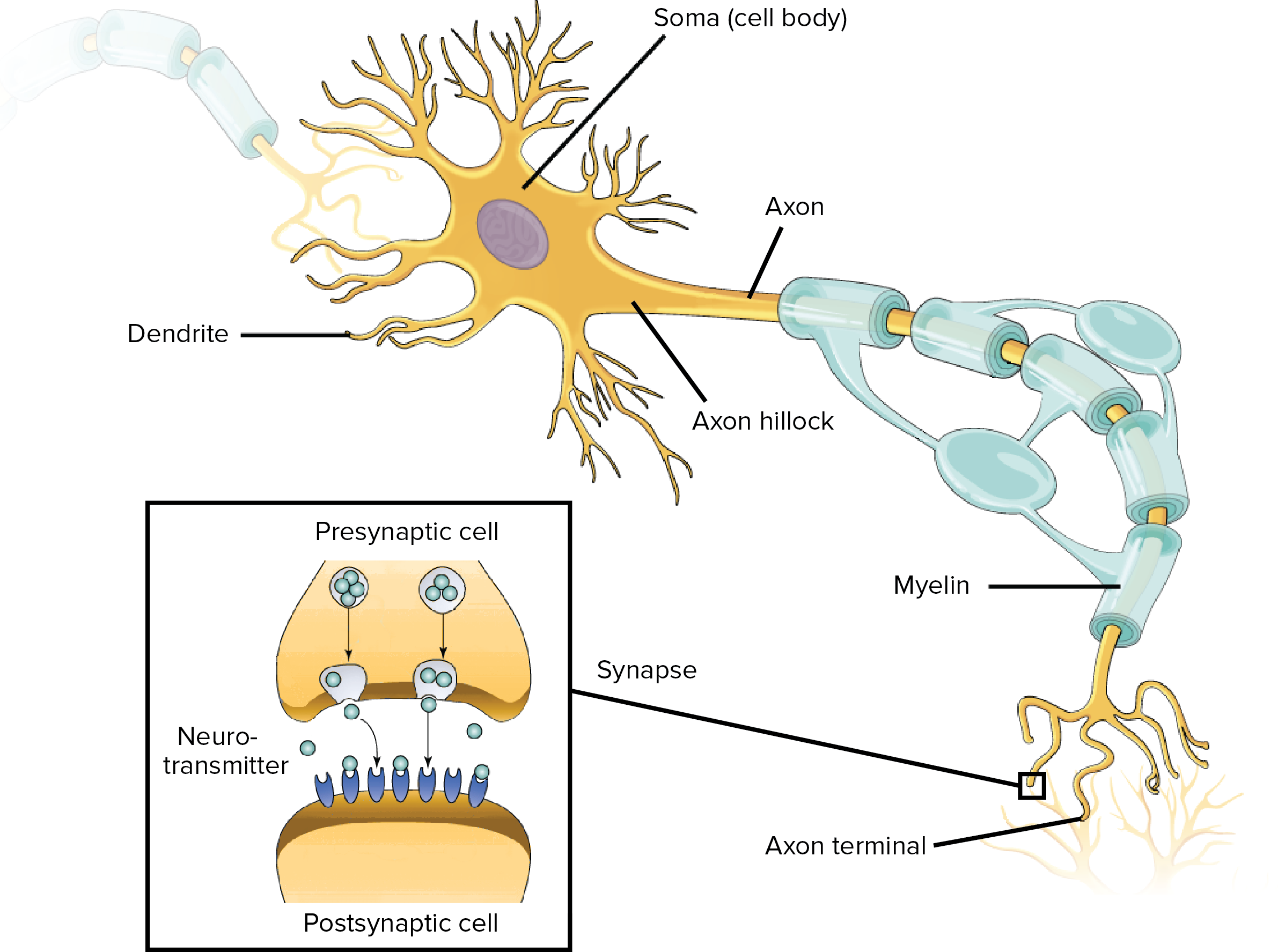 Neurons: Functions & Anatomy – Behind the Brain