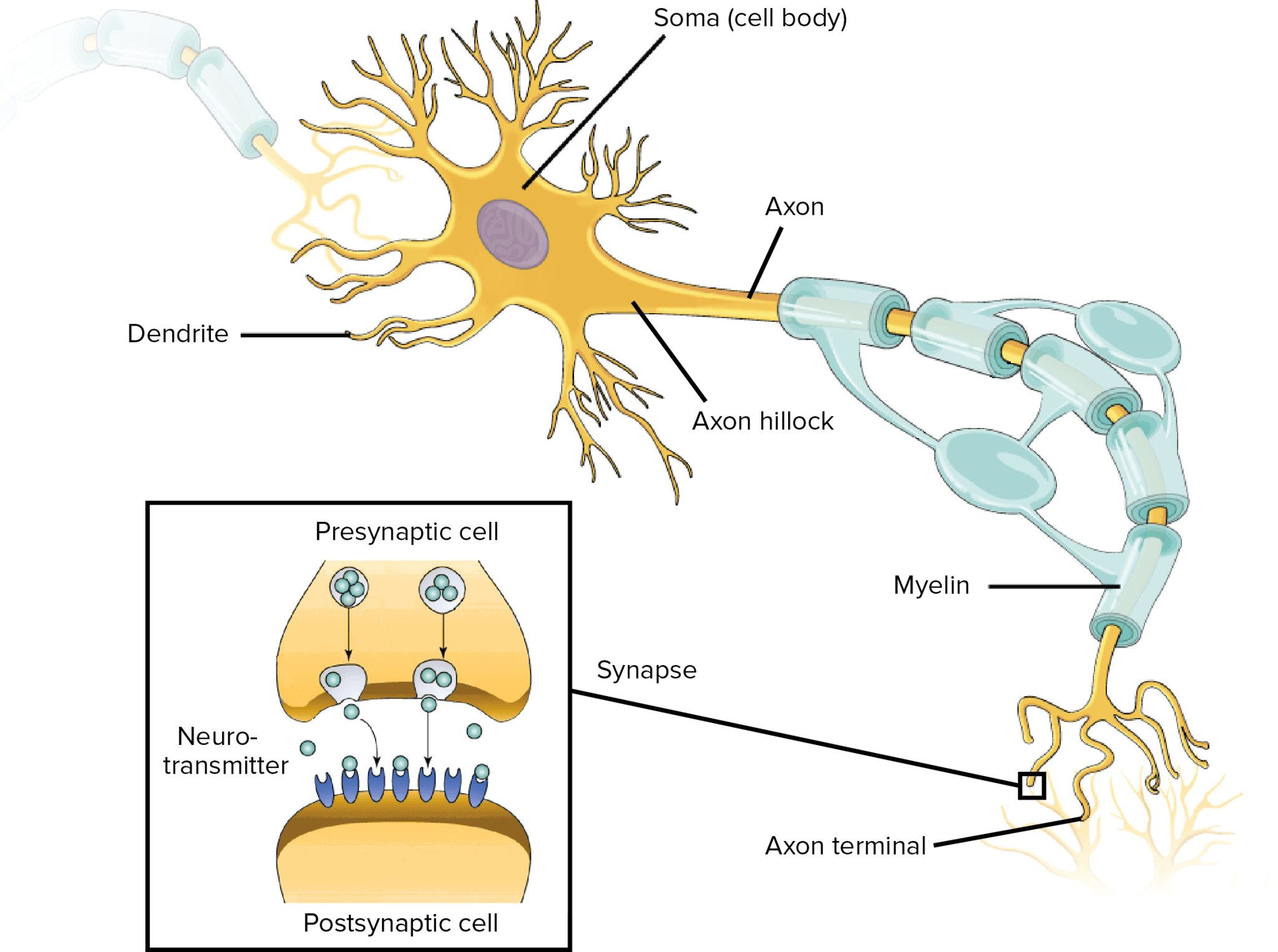 Neurons: Functions & Anatomy – Behind the Brain