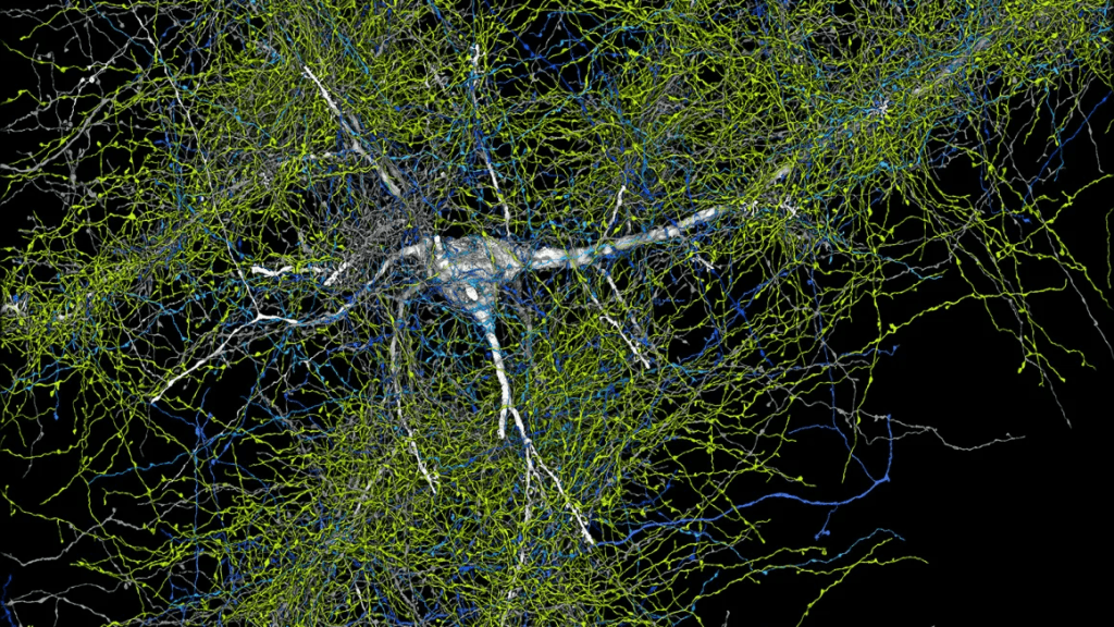 3D Digital Model Of the Brain – Behind the Brain