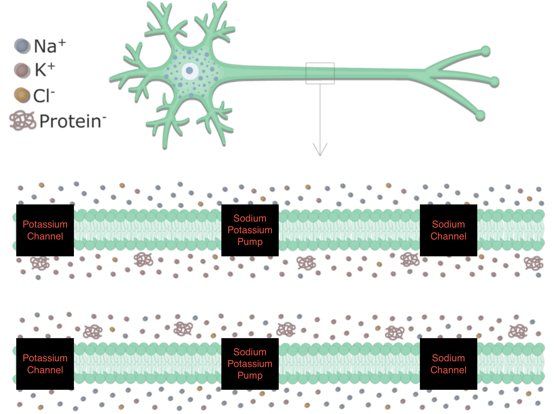 The Axon Terminal: Orchestrating Neuronal Communication – Behind the Brain