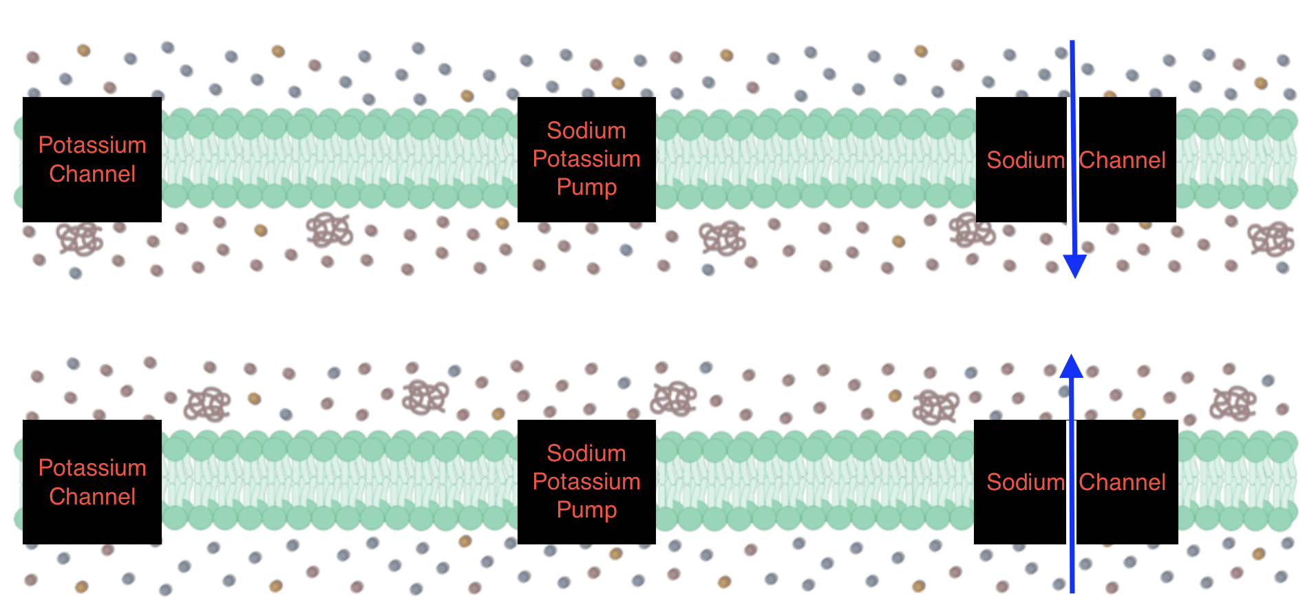 The Axon Terminal: Orchestrating Neuronal Communication – Behind the Brain