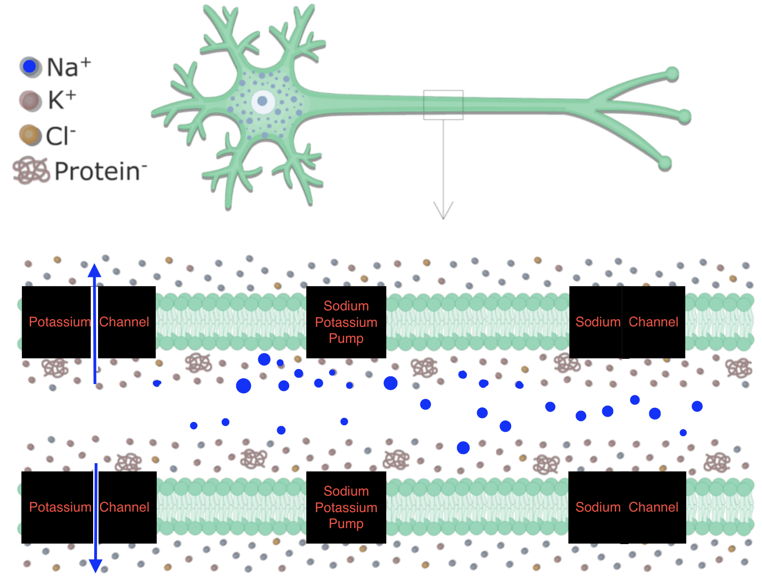 The Axon Terminal: Orchestrating Neuronal Communication – Behind the Brain