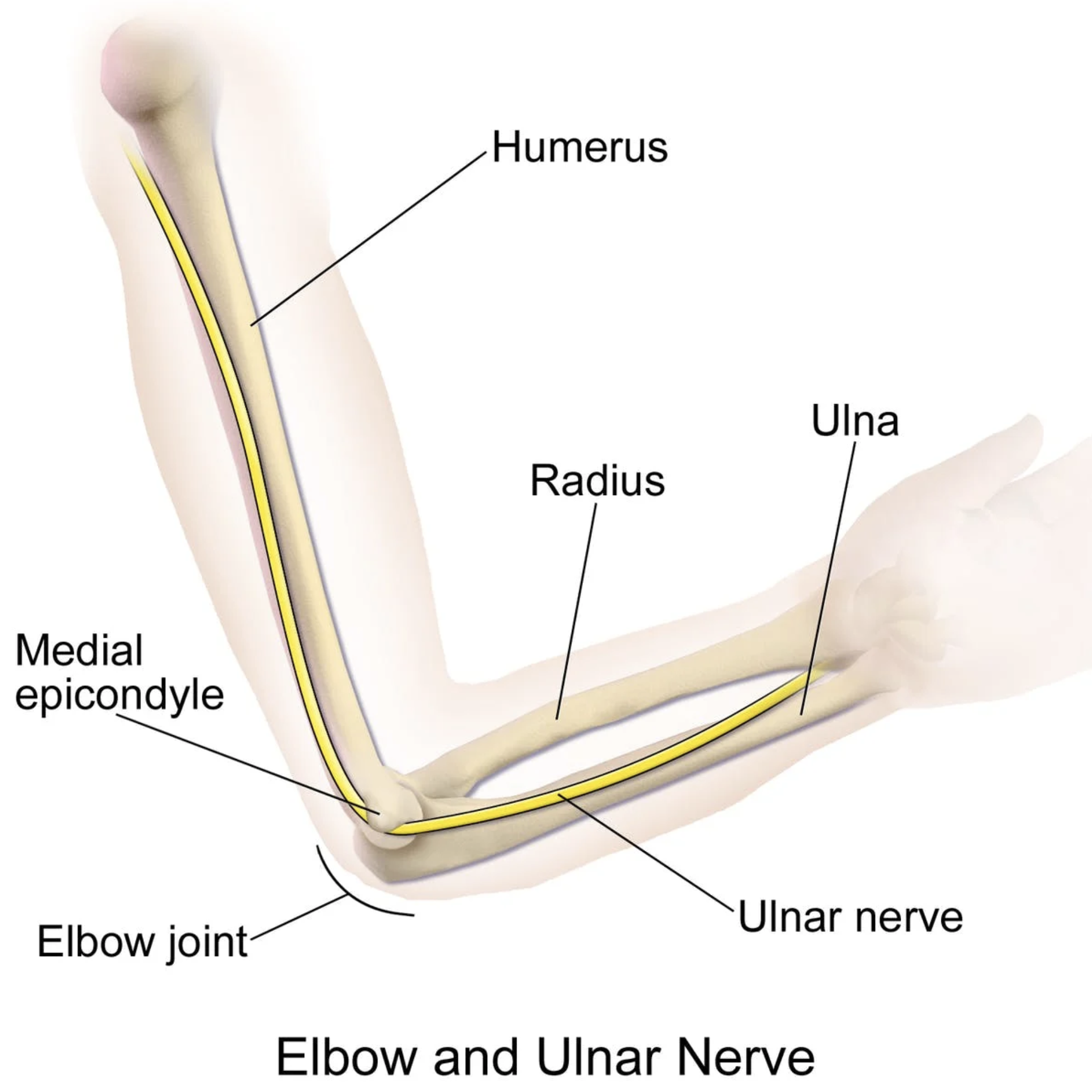 The Funny “Bone”? – Behind the Brain